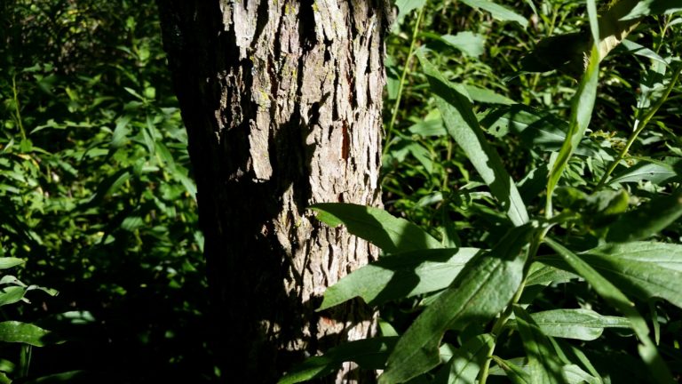 How to Identify Wisconsin Trees Without a College Degree