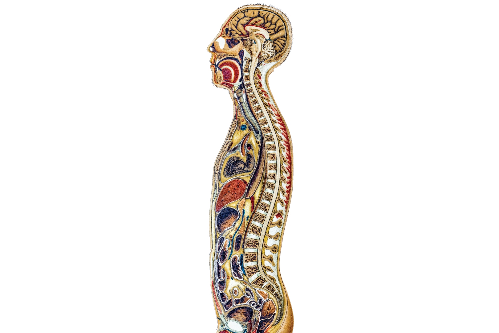 The Many Rewards of Good Posture and How to Get It