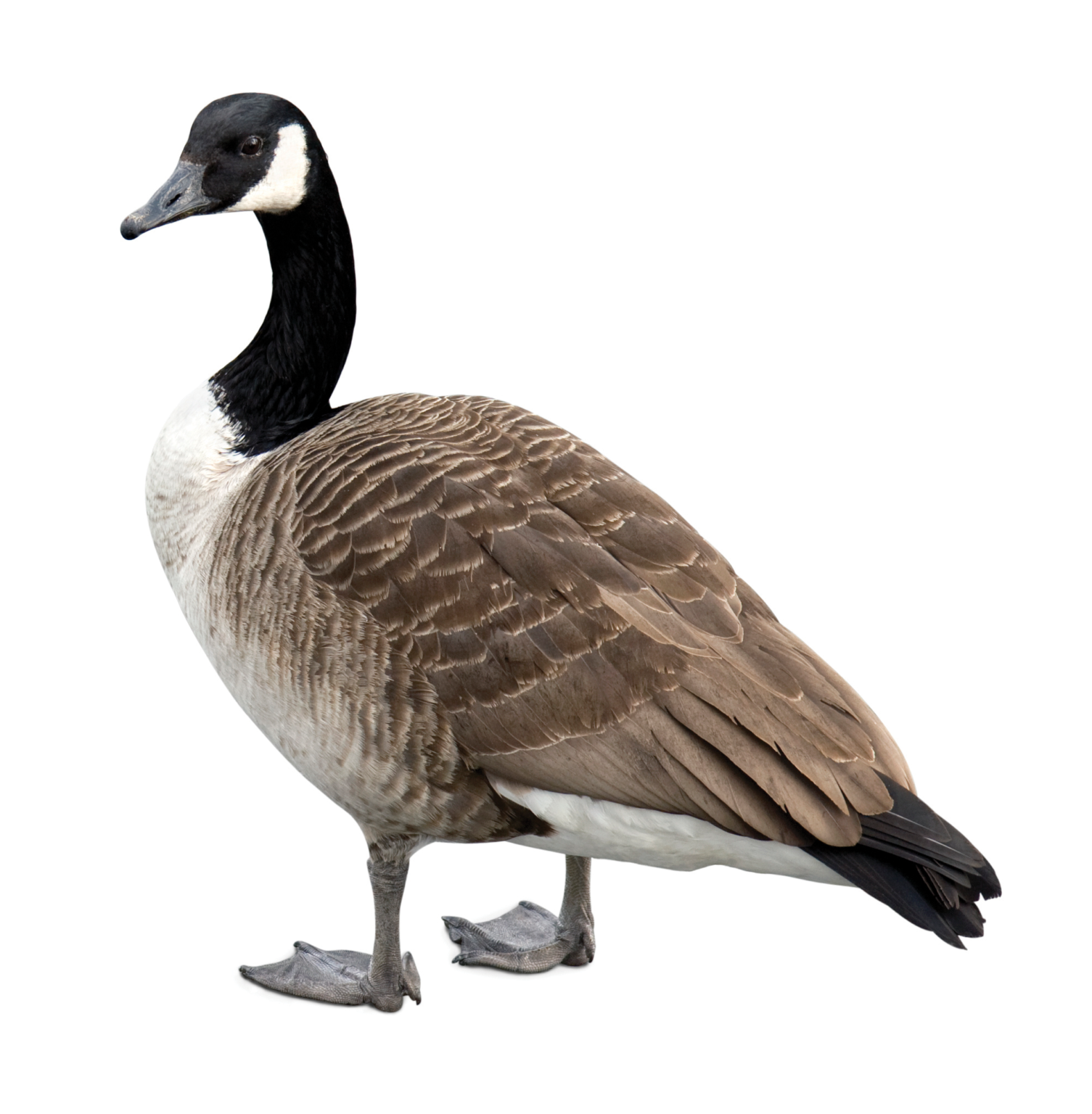 Why Are There Still Geese in the Winter? | Milwaukee Magazine