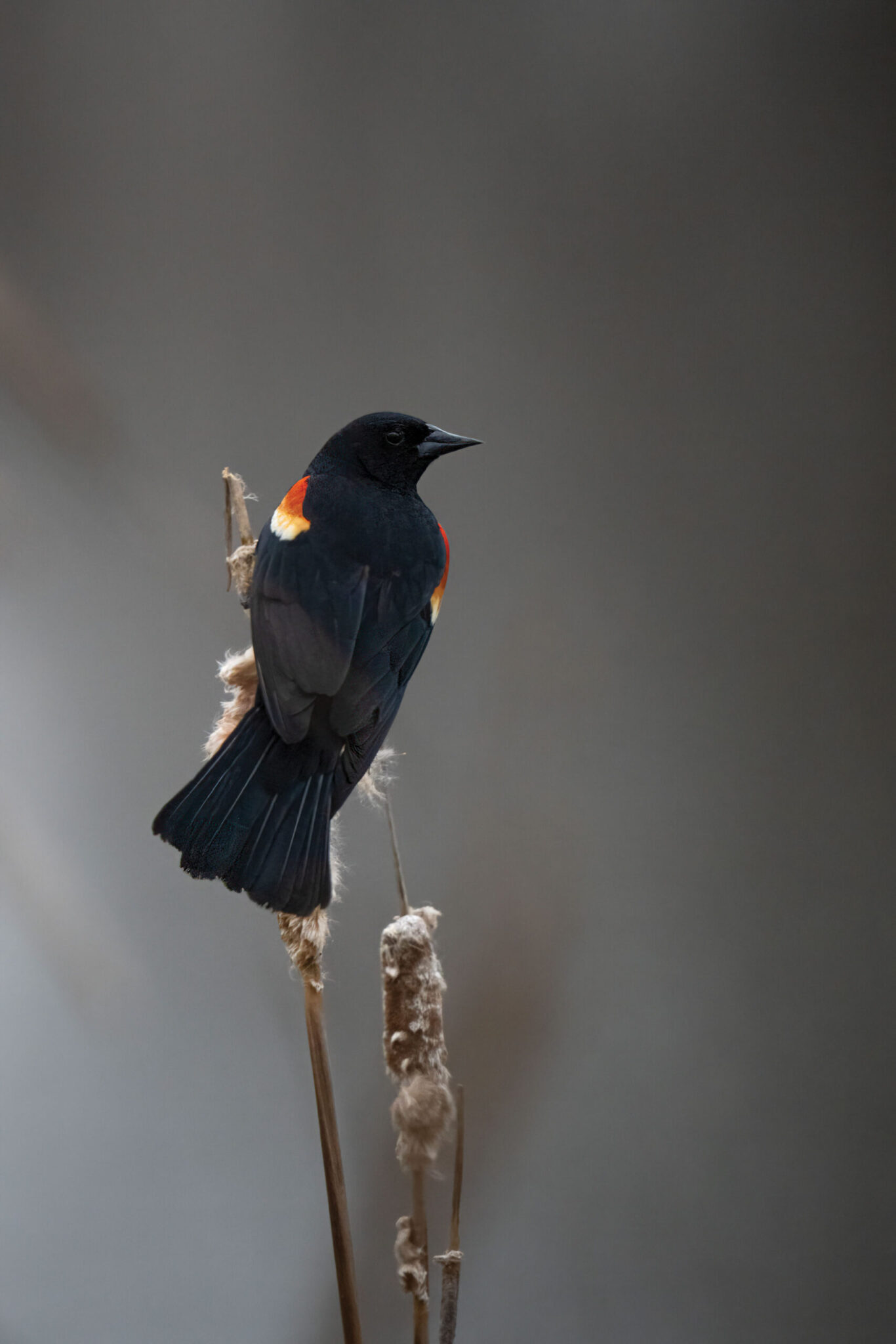 Bird Migration Up Close | Milwaukee Magazine
