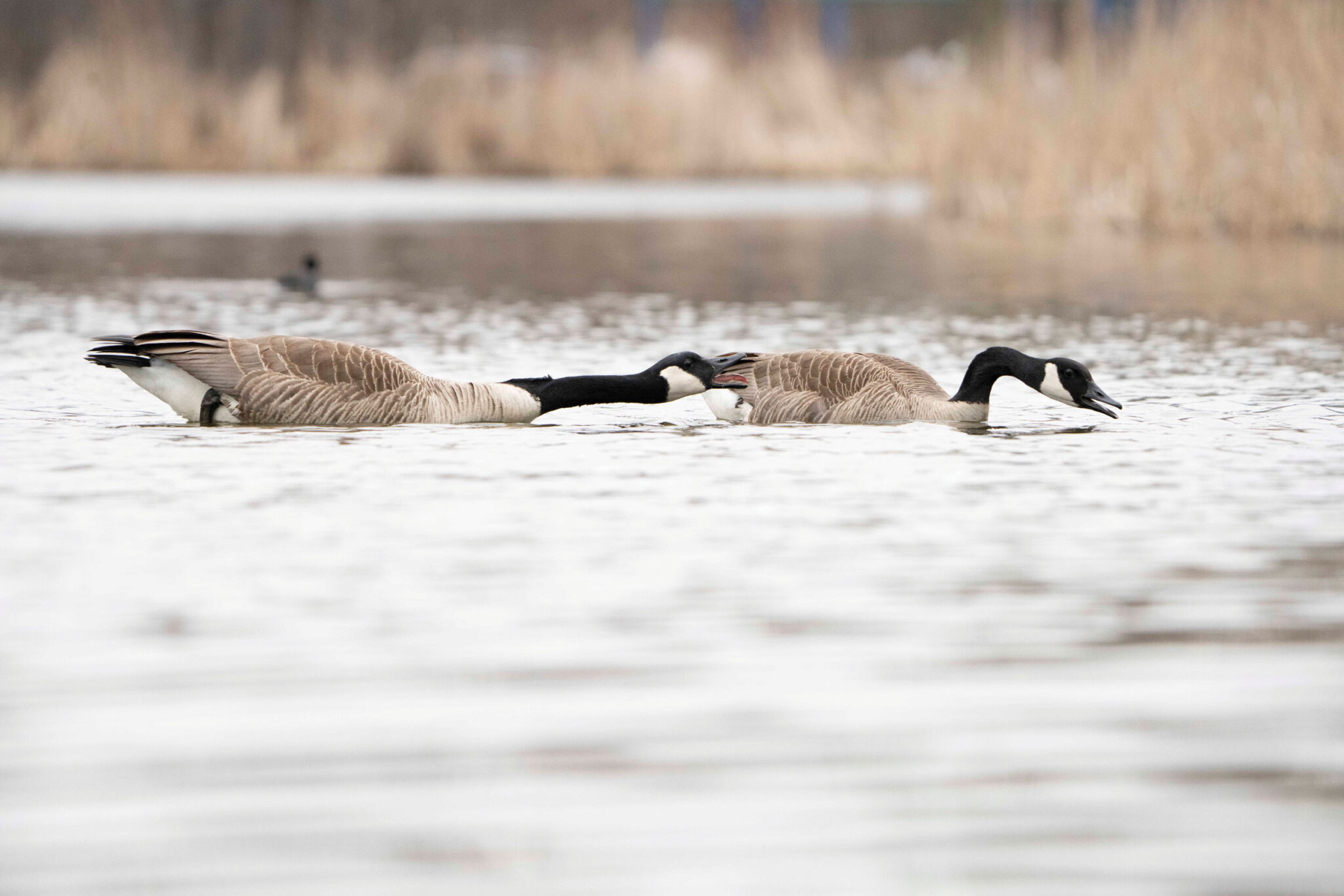 Bird Migration Up Close | Milwaukee Magazine