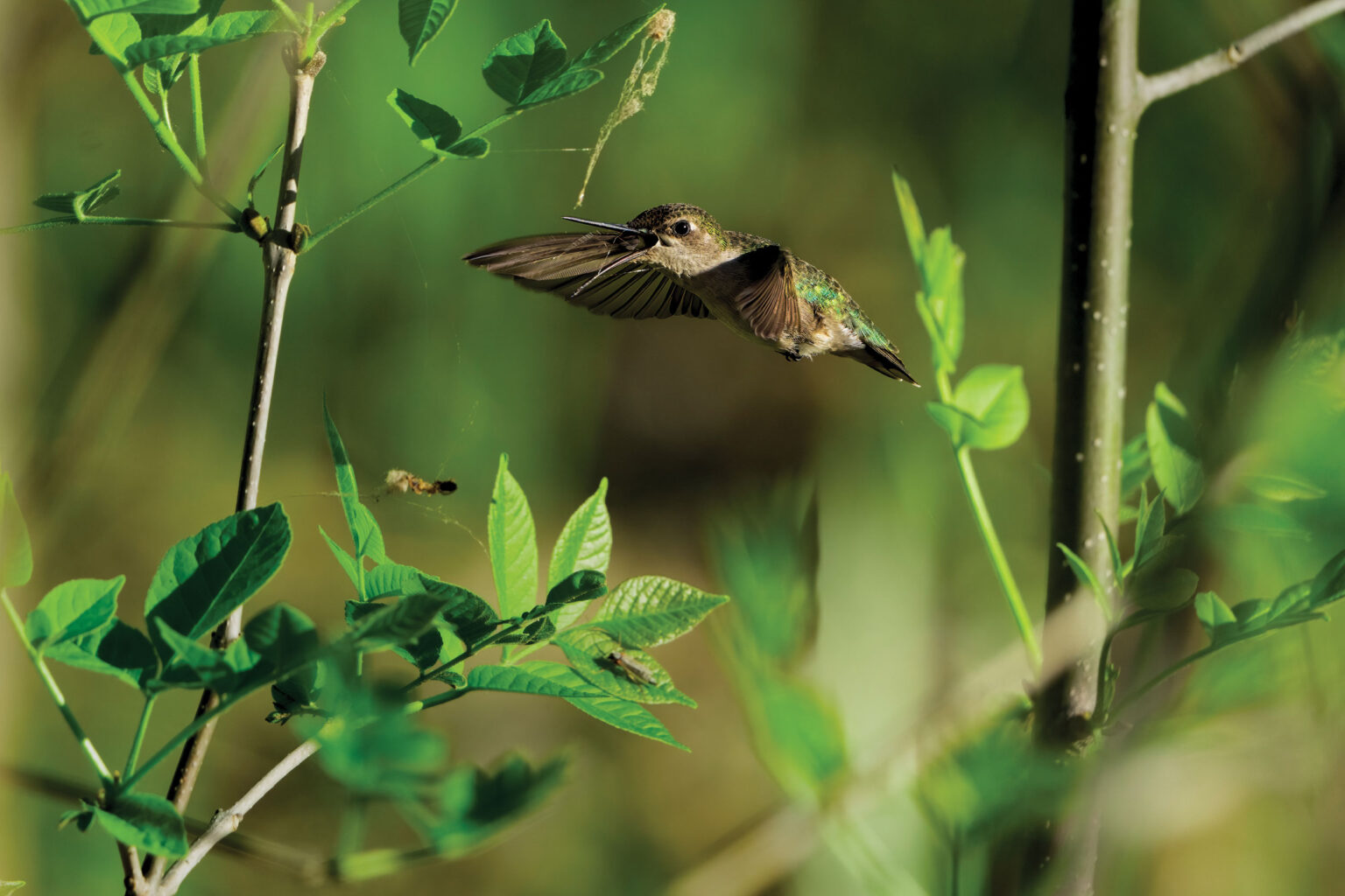 Bird Migration Up Close | Milwaukee Magazine
