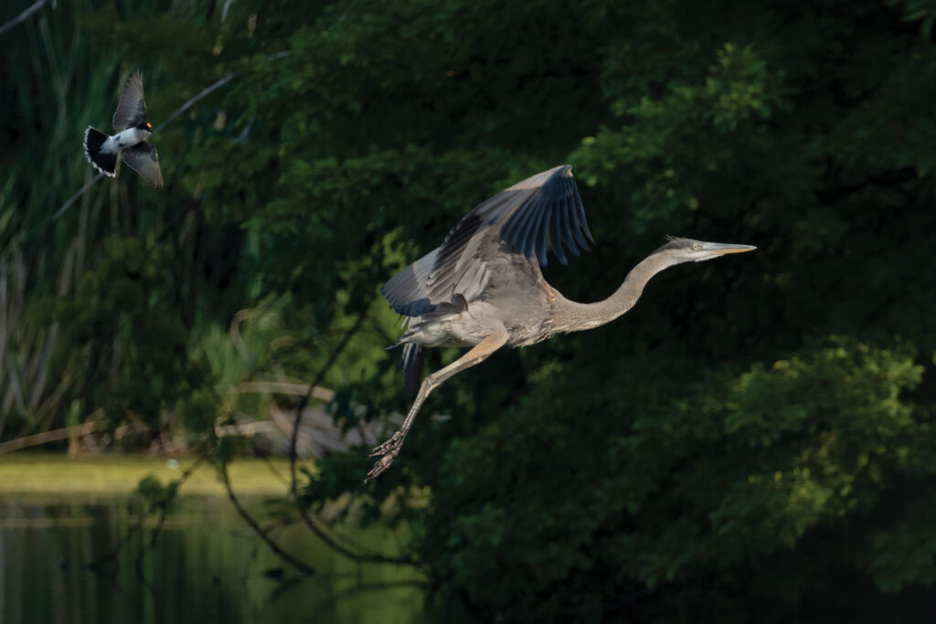 Bird Migration Up Close | Milwaukee Magazine