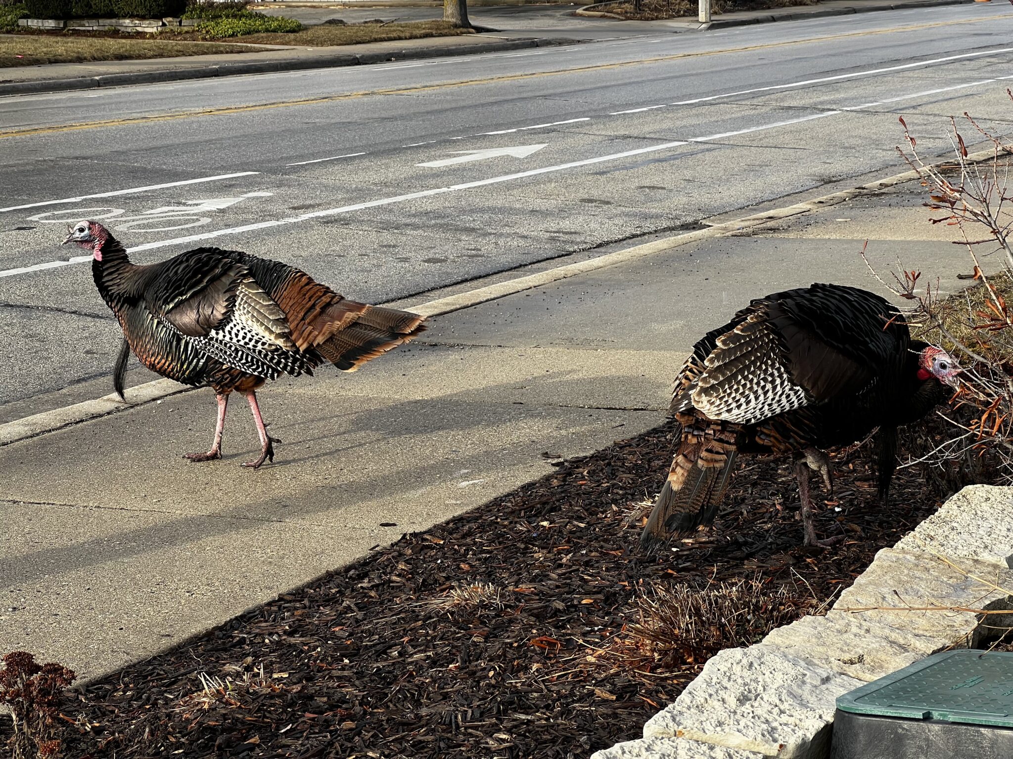 The Tosa Turkeys Are Sparking Conversation | Milwaukee Magazine