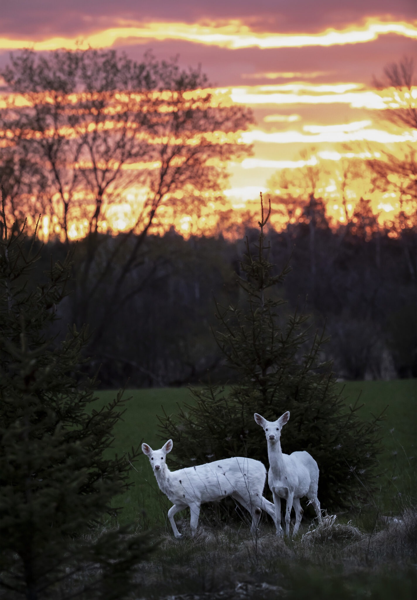 Photo: Oconomowoc’s White Deer | Milwaukee Magazine