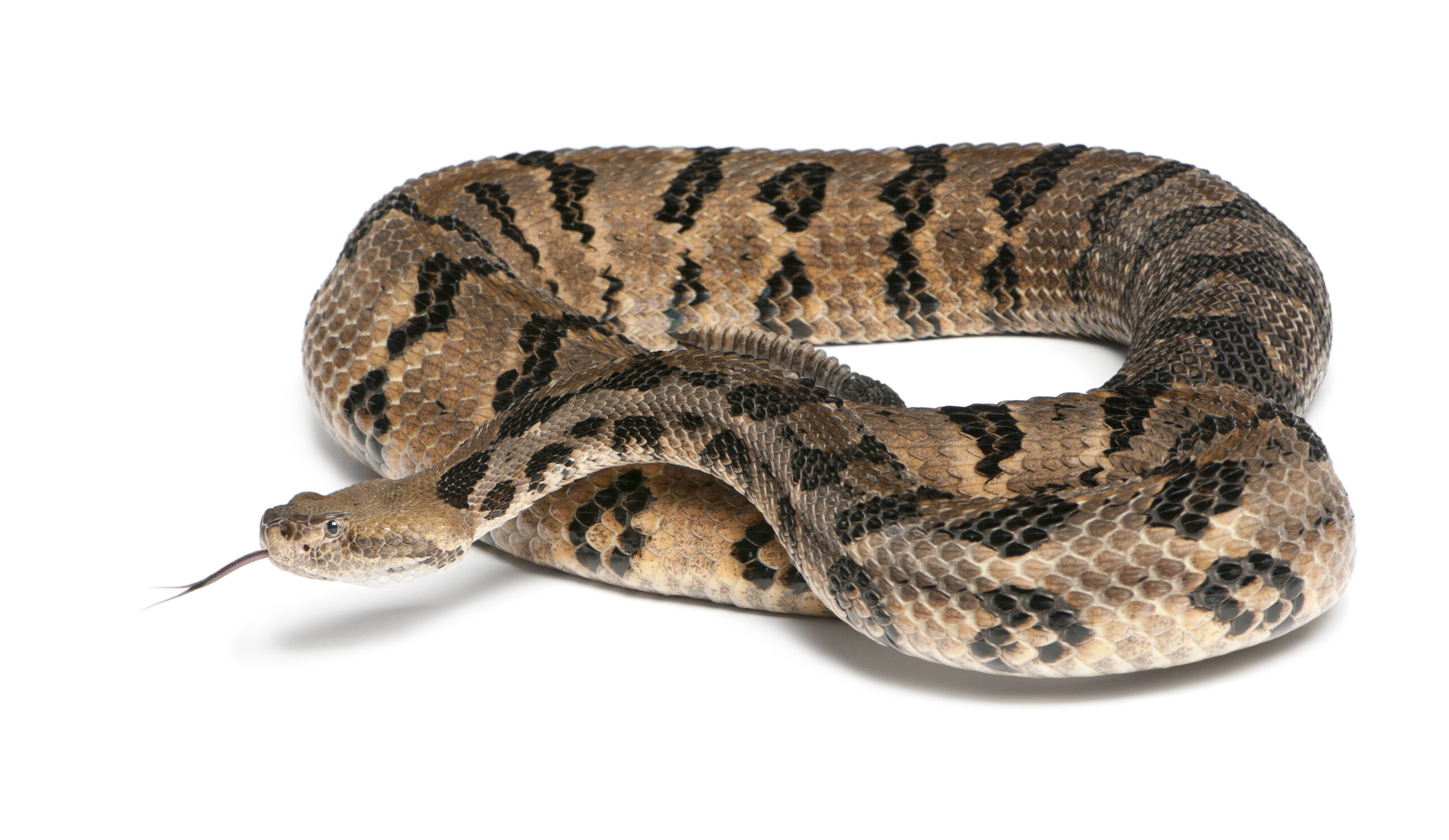 Wisconsinite Gets Bitten by a Rattlesnake | Milwaukee Magazine