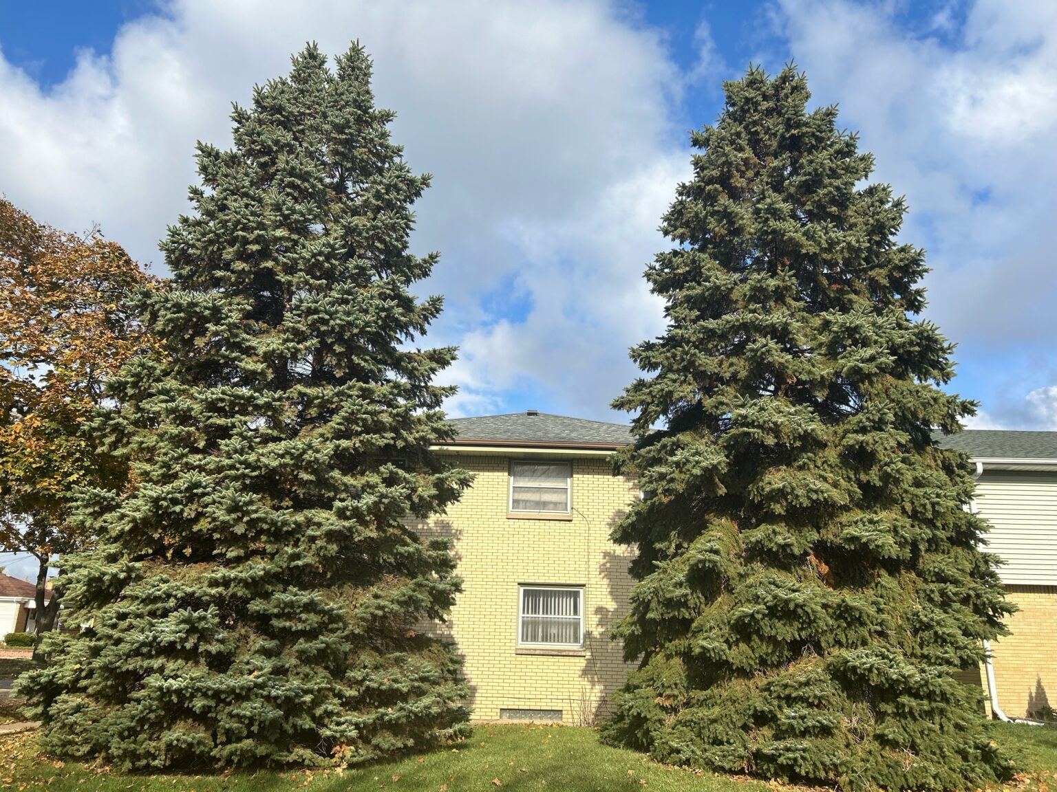 The Story Behind This Year’s Milwaukee Christmas Tree