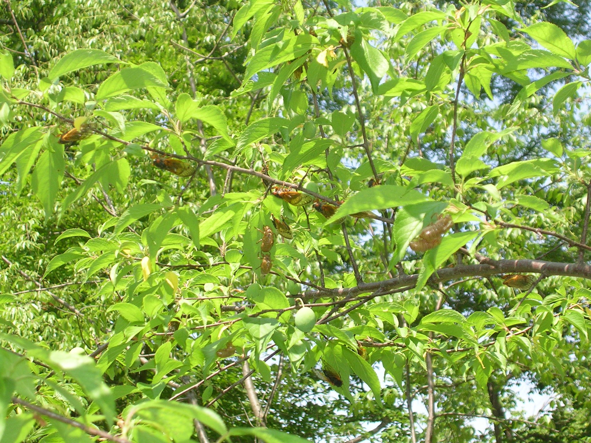 What to Know About the Cicadas Emerging This Spring