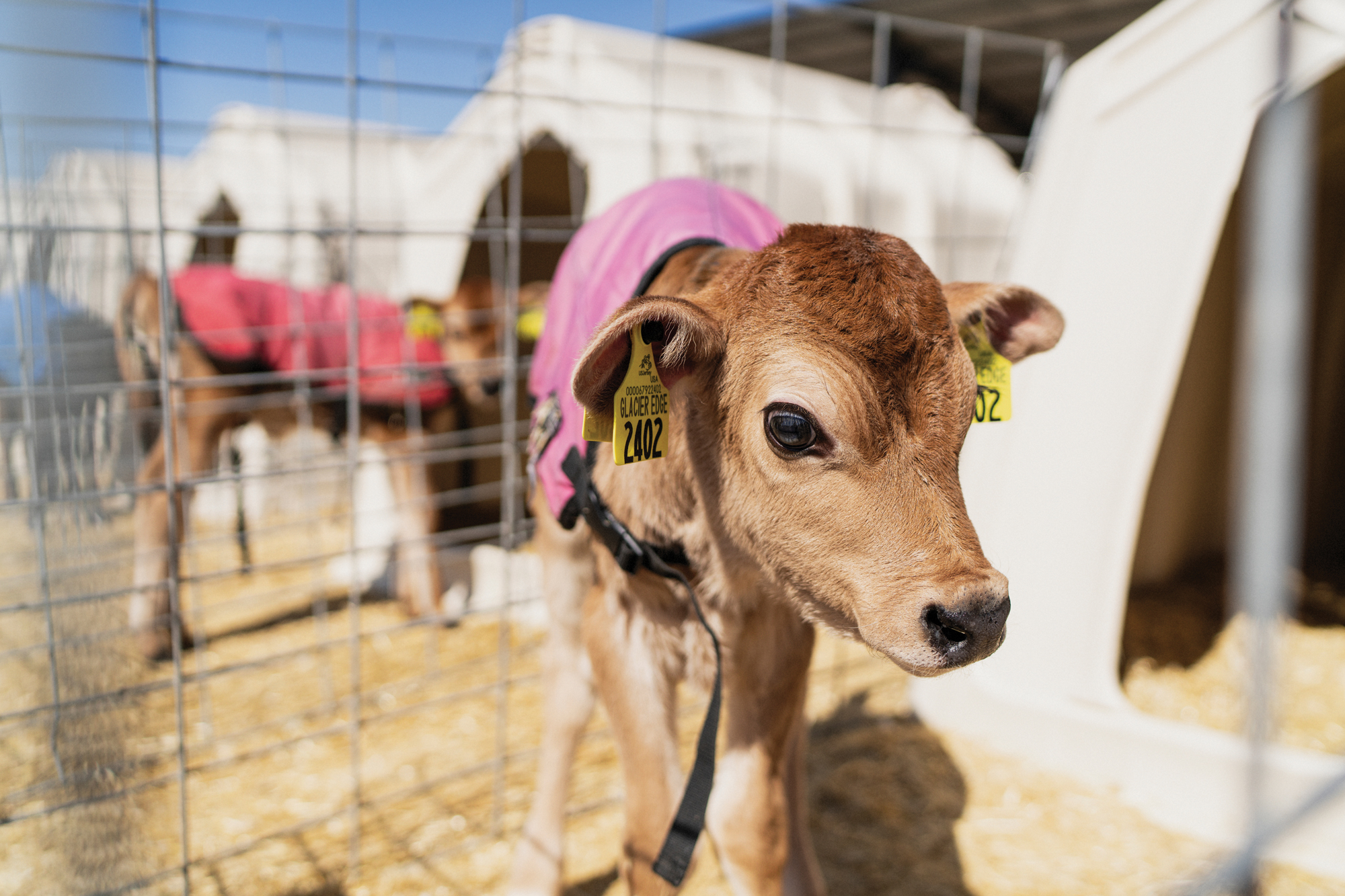 Modern Bovine Breeding in Wisconsin