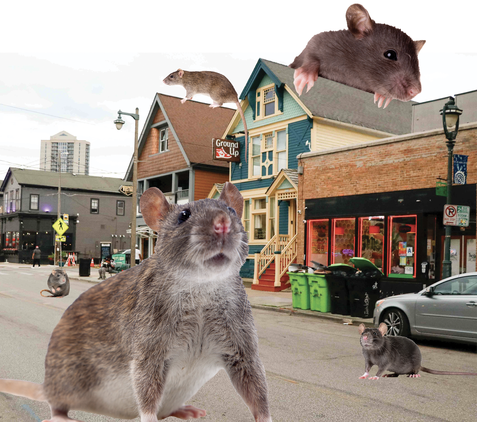 Why Are Rats Causing Mischief in Milwaukee?