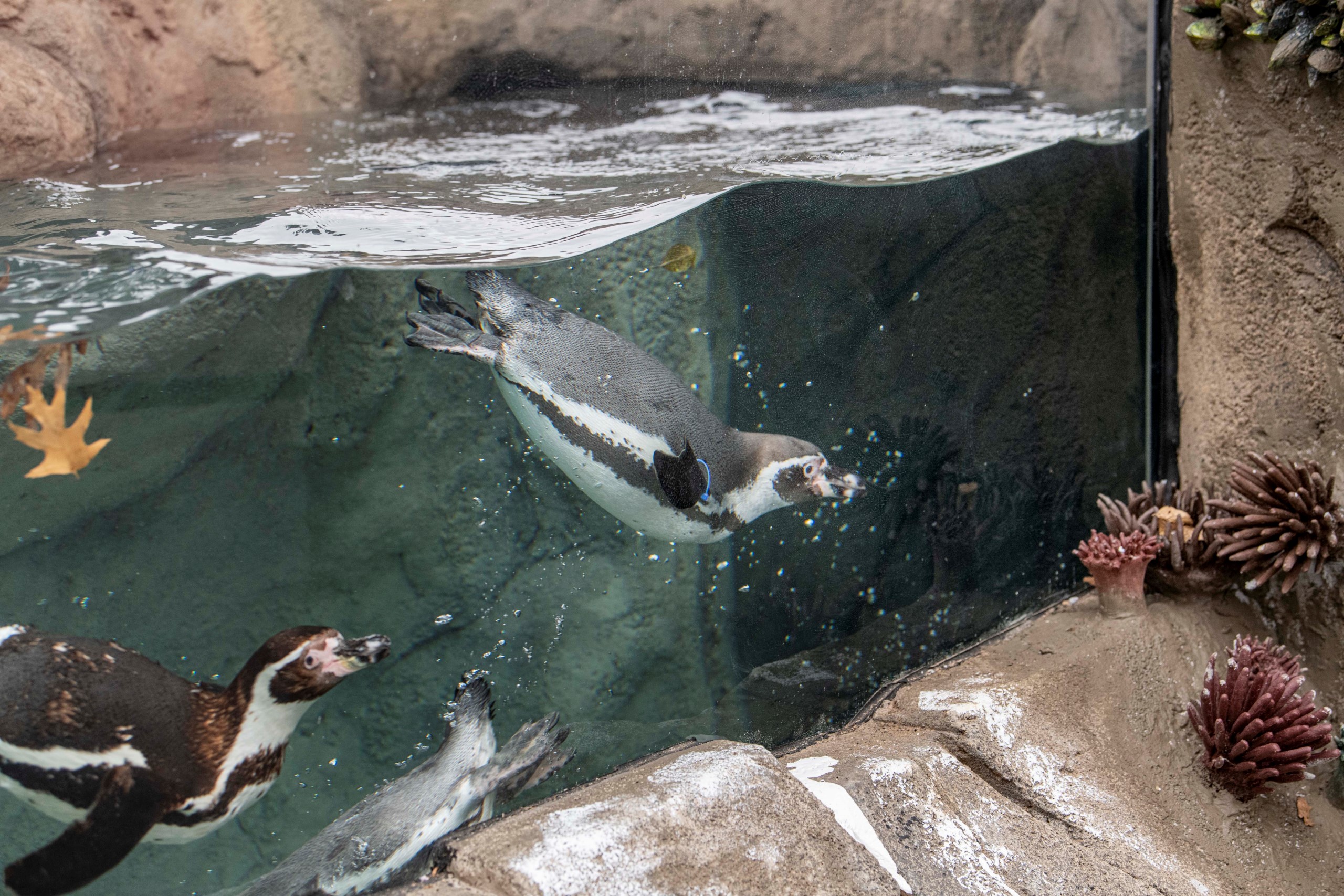 Penguin Habitat Wildlife Guide: King Penguin Facts Quark Expeditions