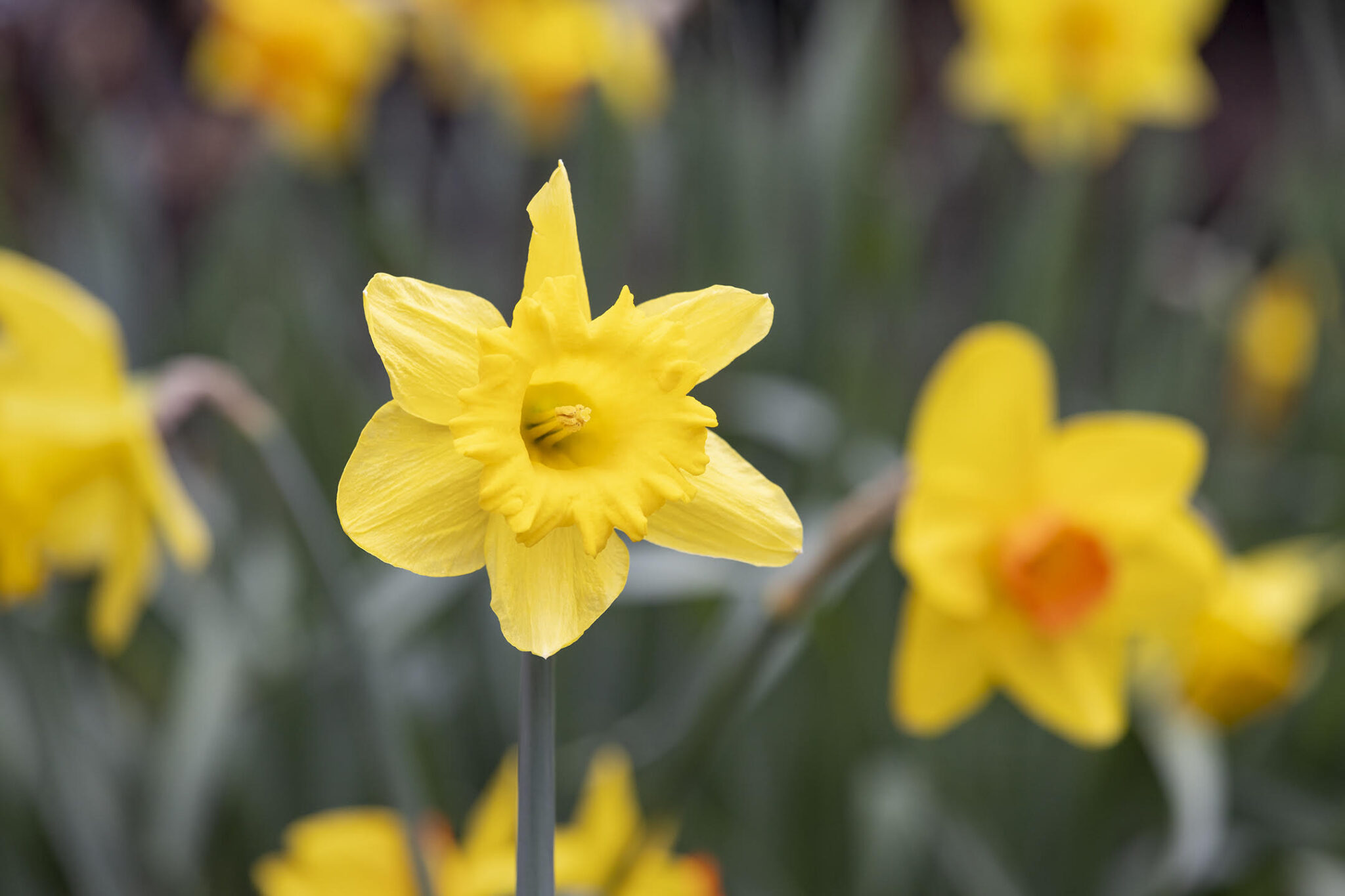May Gardening in Wisconsin: Roll Out the Wheelbarrow!