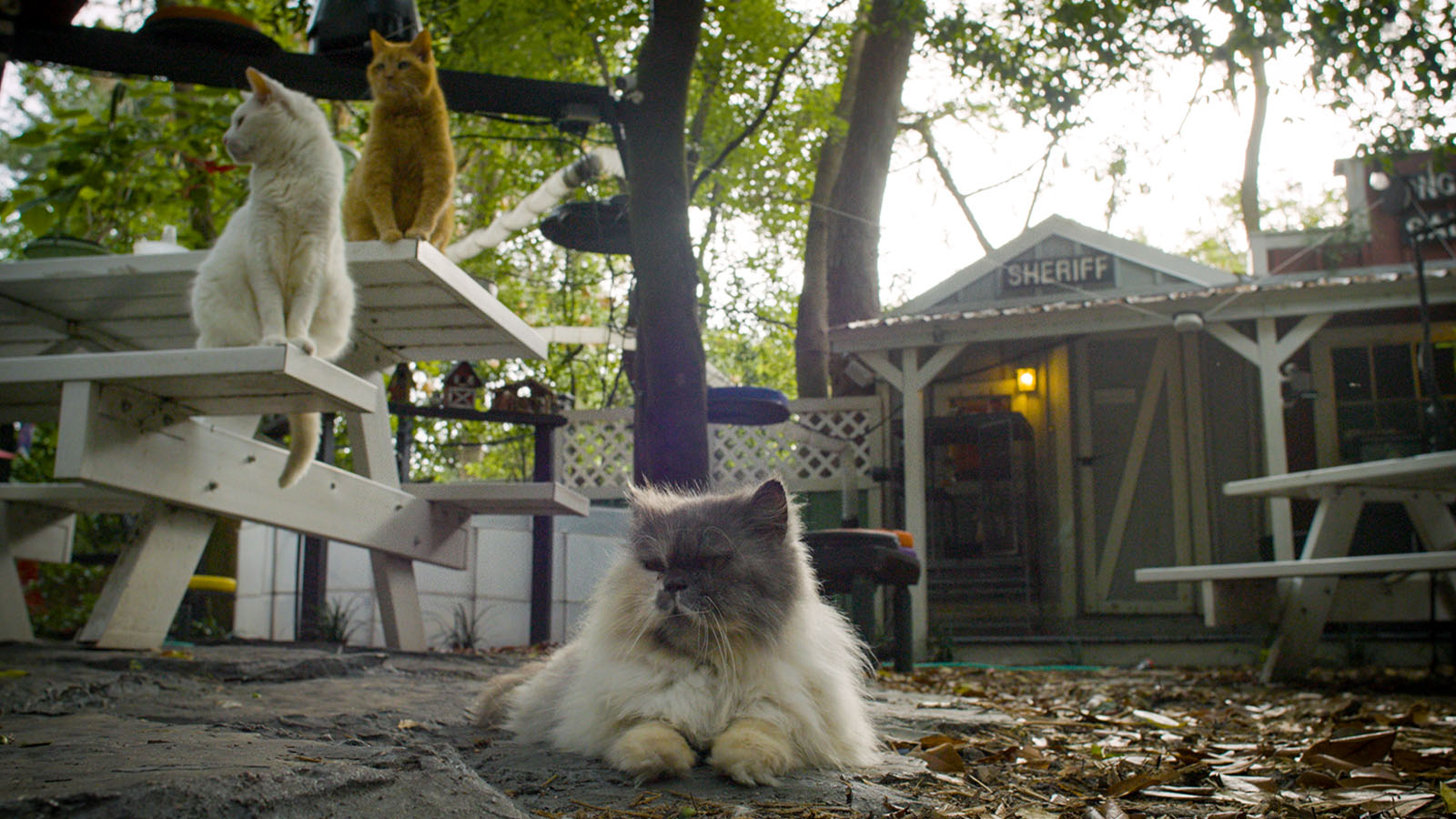 Documentary Film Fest Finds: ‘Cat Town, USA’ Explores a Cat Retirement Home
