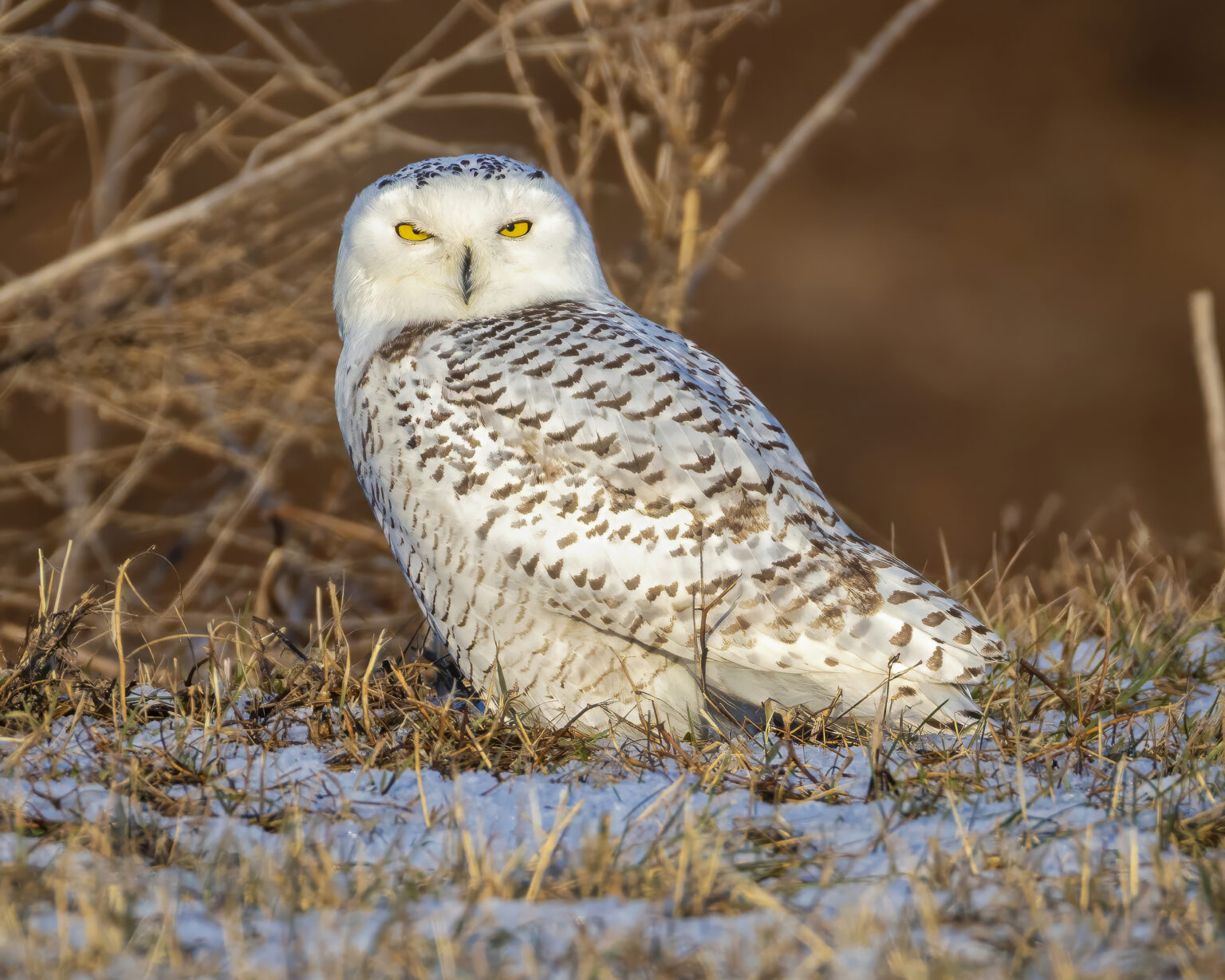 Snowy Owls in Wisconsin: What You Should Know